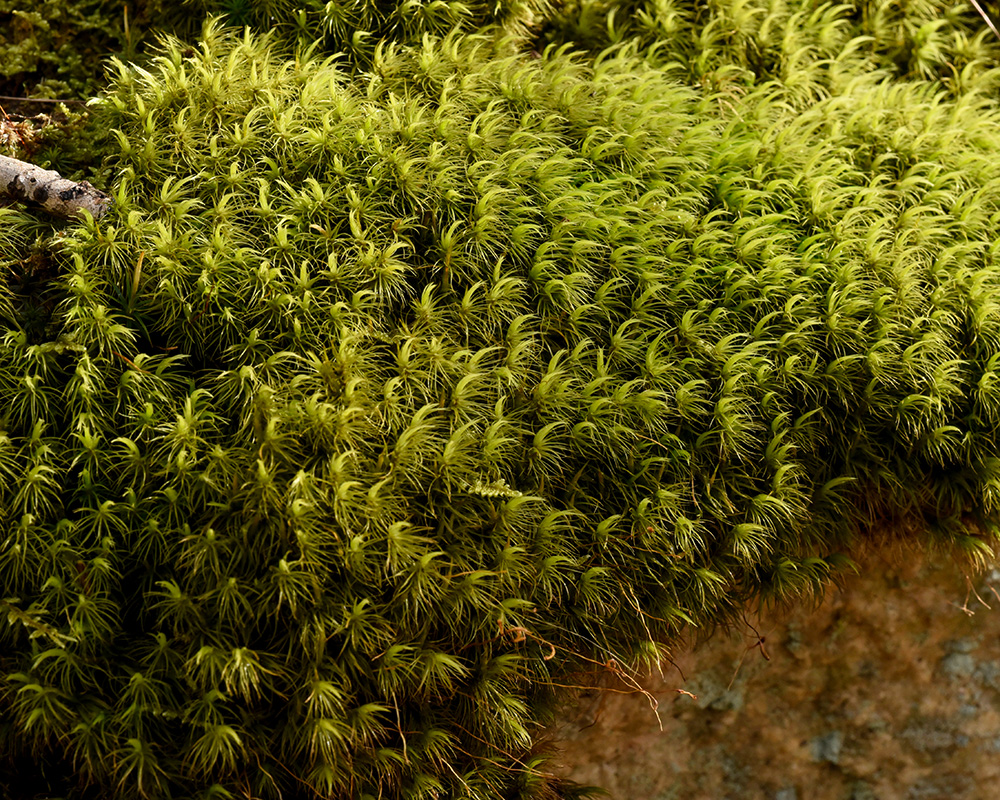 Dicranum scoparium