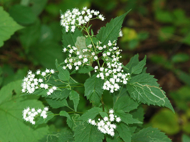 Ageratina; Eupatorium adenophorum