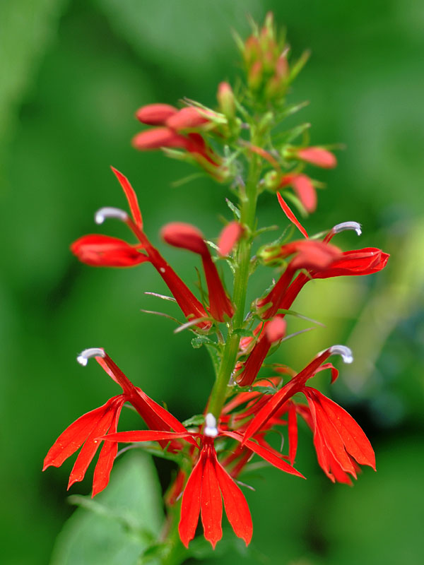 Cardinal-flower