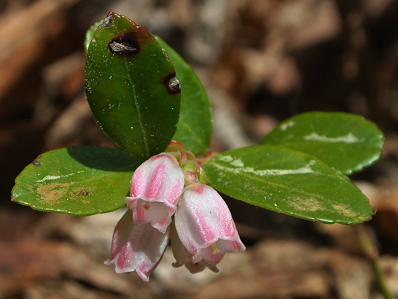 Gaylussacia brachycera