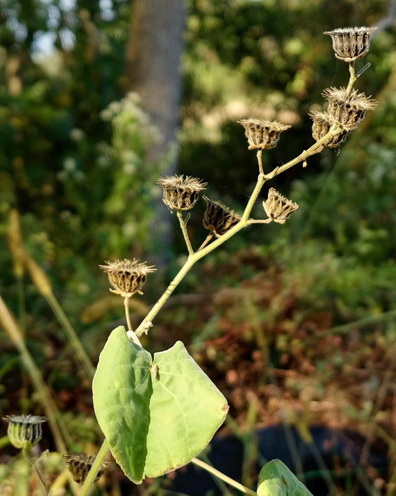Abutilon theophrasti