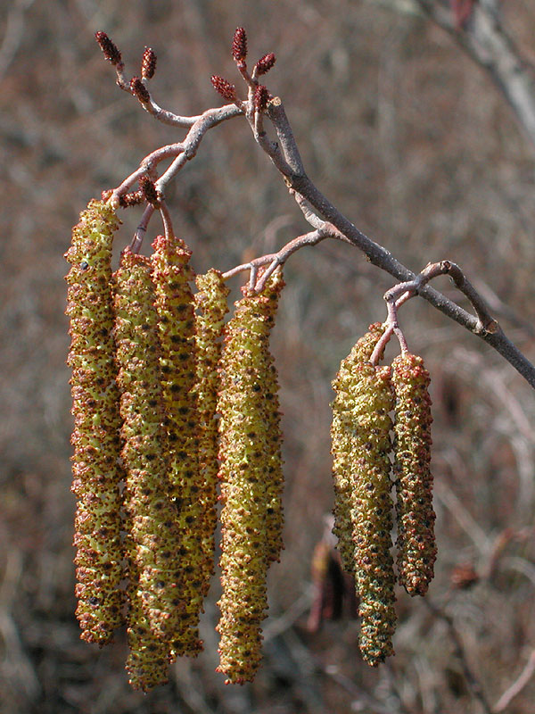 Common Alder