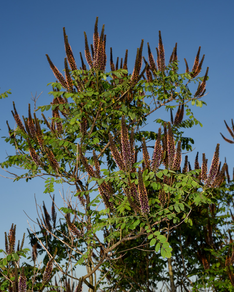 Amorpha fruticosa