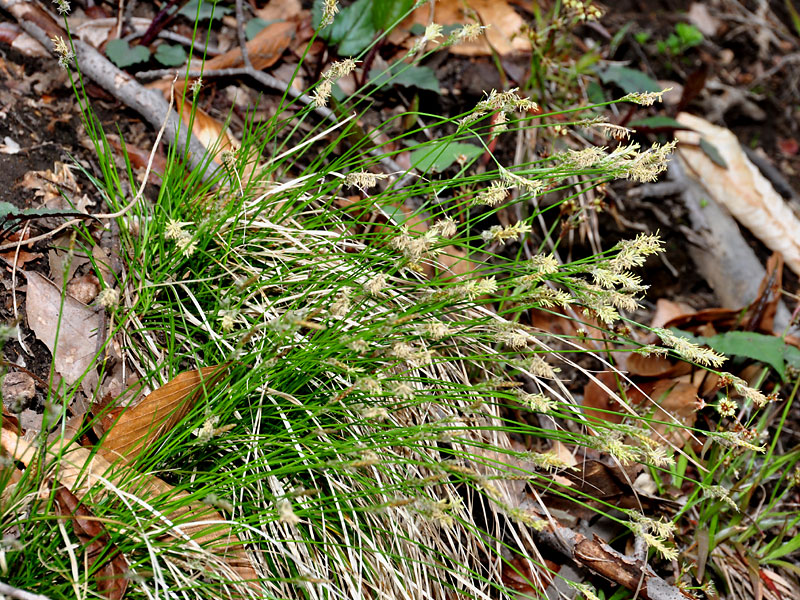 Carex albicans