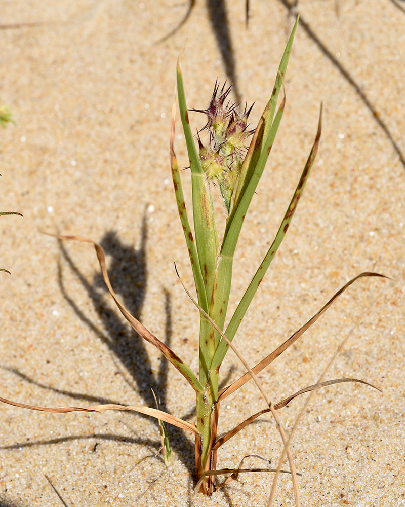 Cenchrus tribuloides