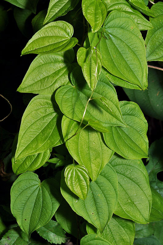 Dioscorea villosa