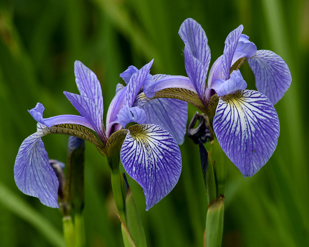 Iris versicolor
