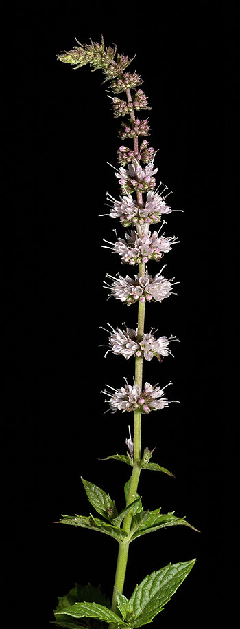 Mentha spicata
