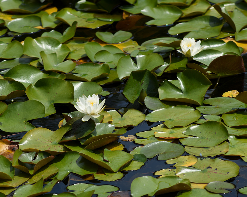 Nymphaea odorata subsp. odorata