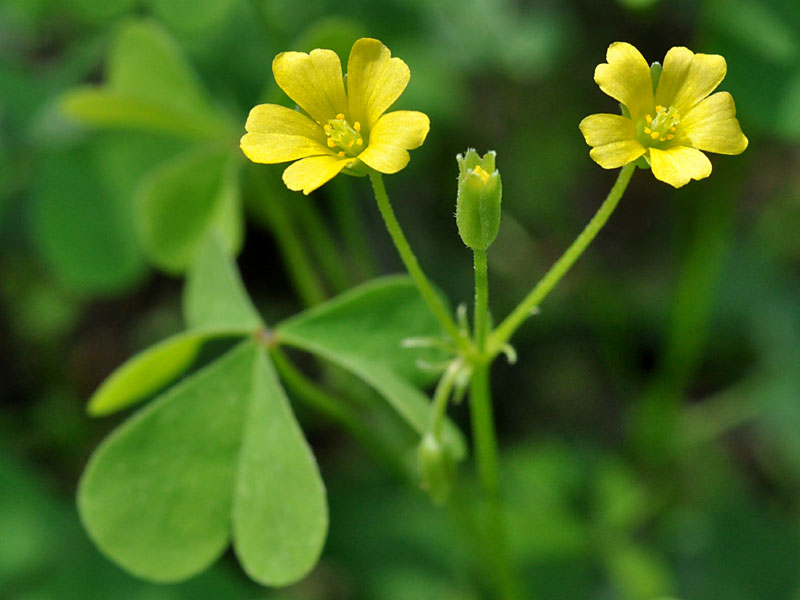 Oxalis dillenii