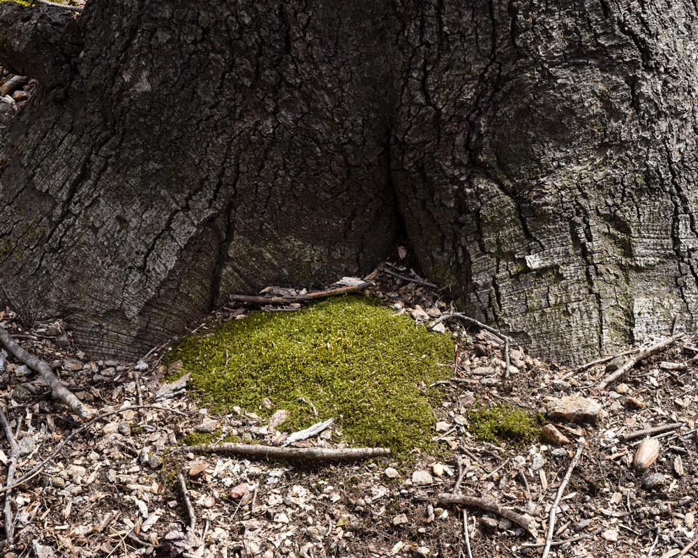 Plagiomnium cuspidatum