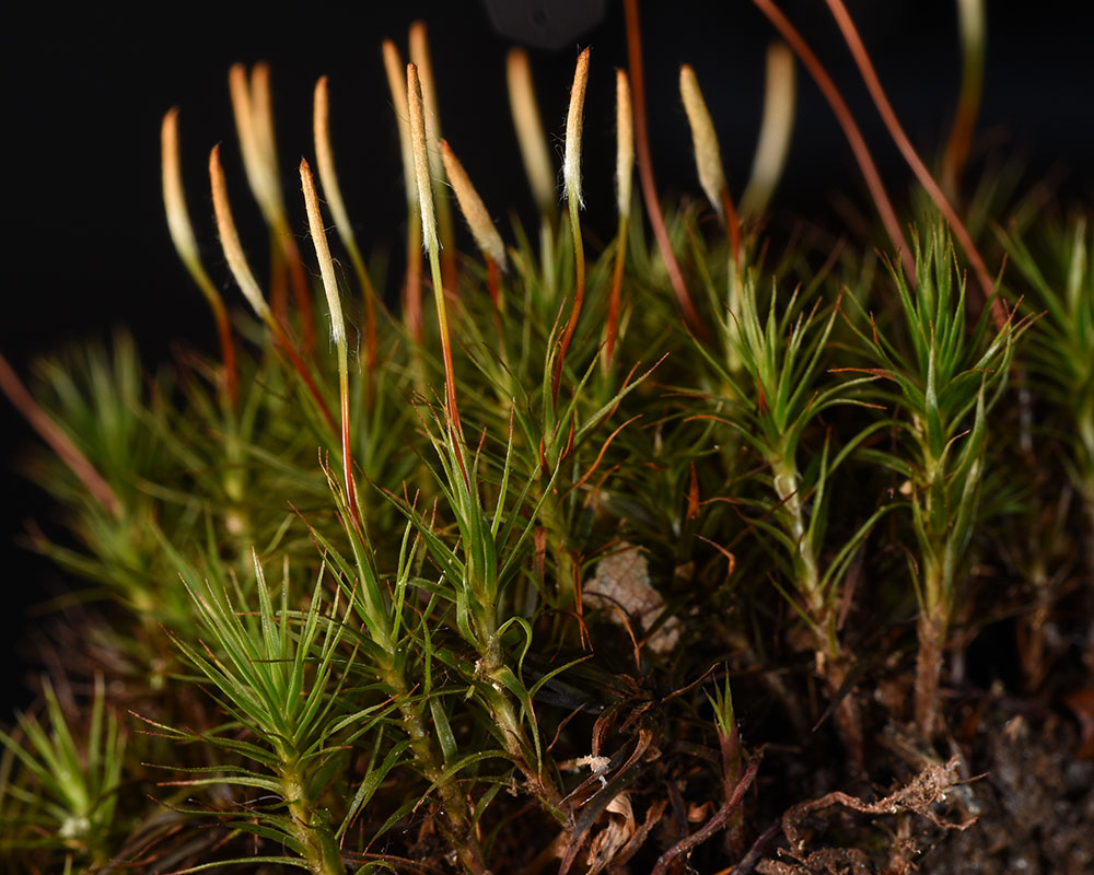 Polytrichum ohioense