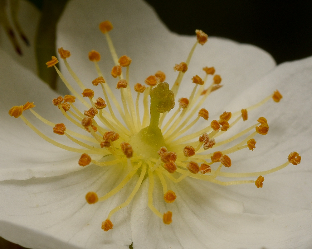 Rosa multiflora