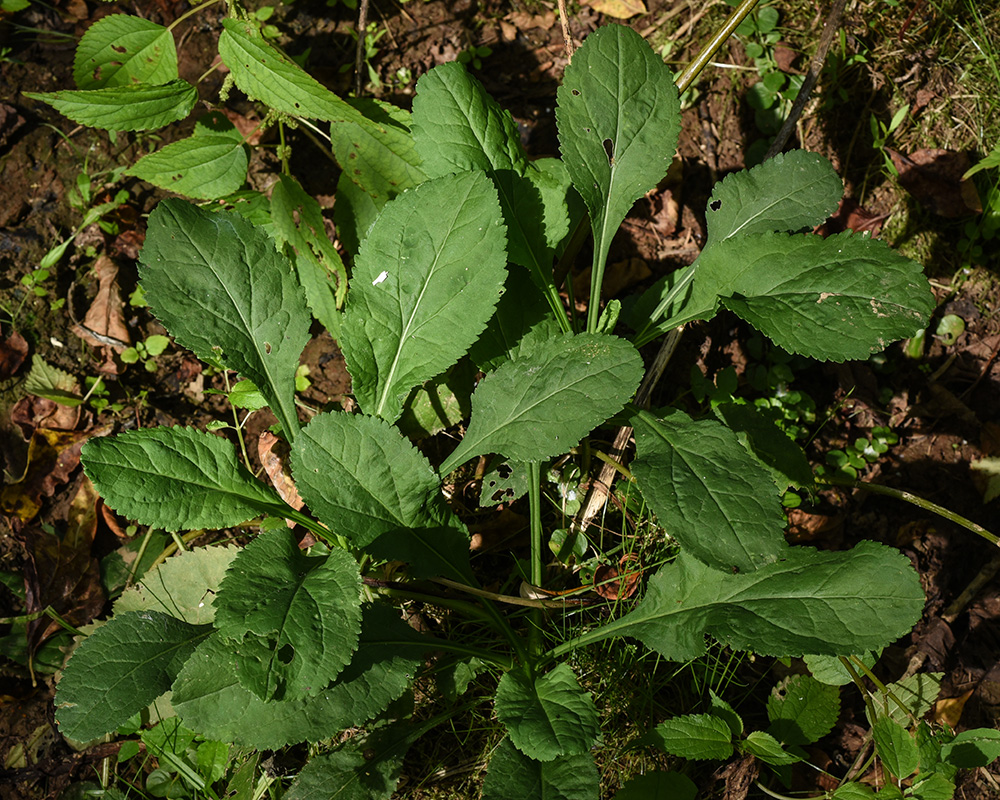 Solidago patula var. patula