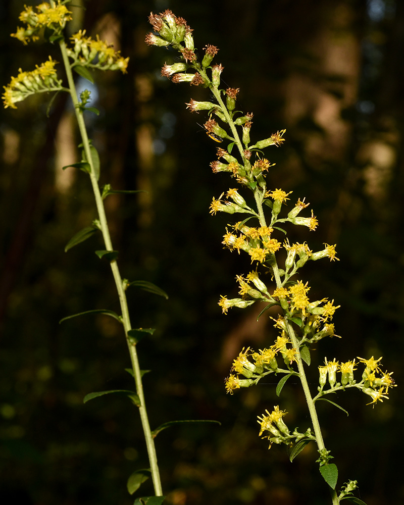 Solidago patula var. patula