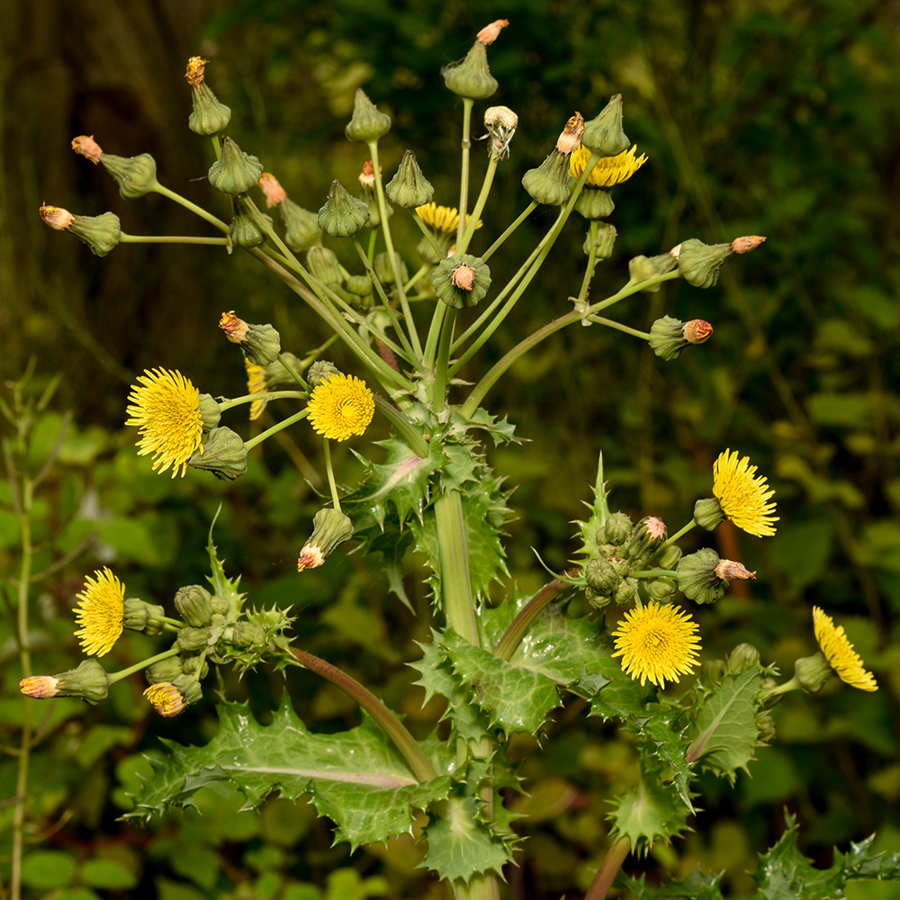 Sonchus asper