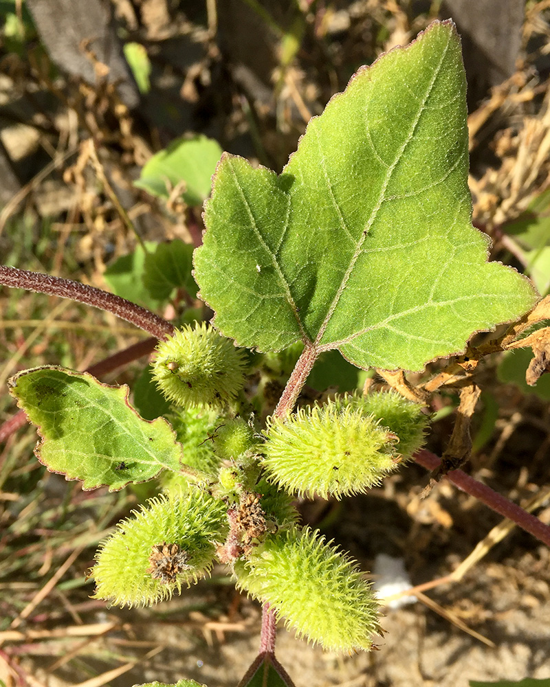 Xanthium strumarium